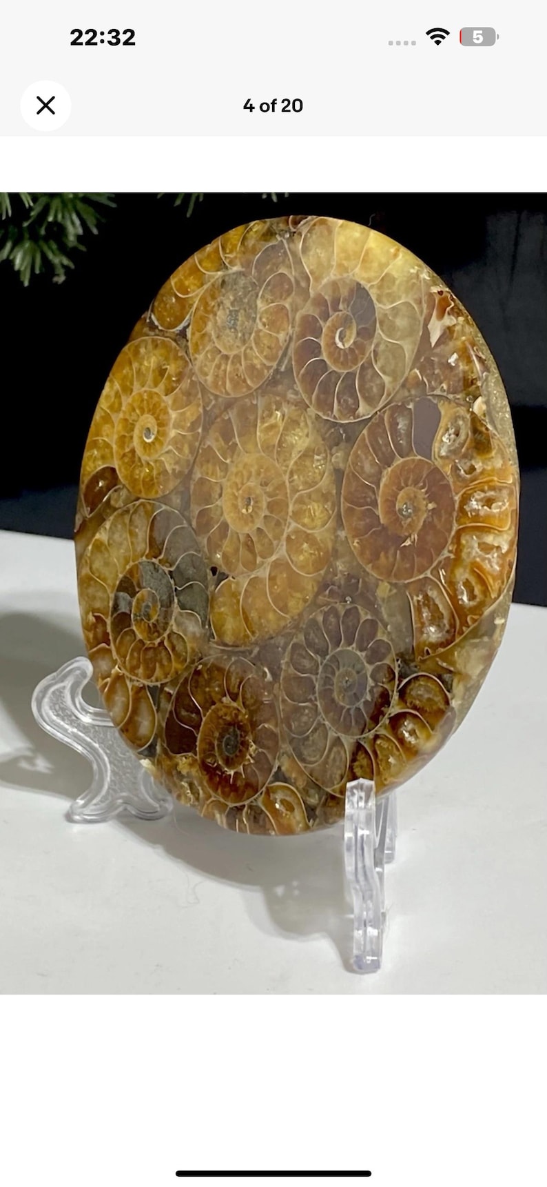 Crystal Ammonite Fossil Disc, 416 Million Year Old Conch Ornament 11cm ...