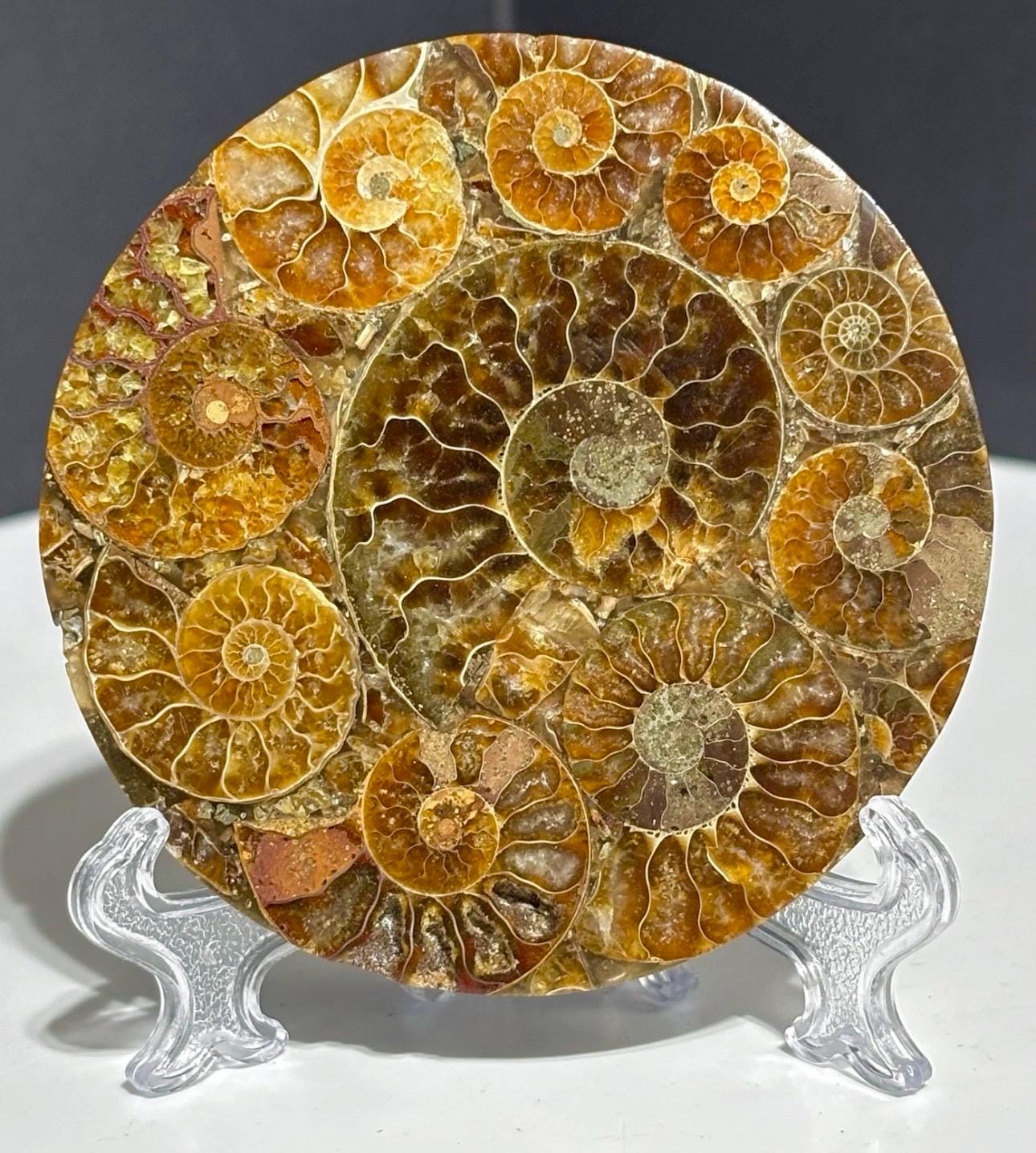 Crystal Ammonite Fossil Disc, 416 Million Year Old Conch Ornament 11cm ...