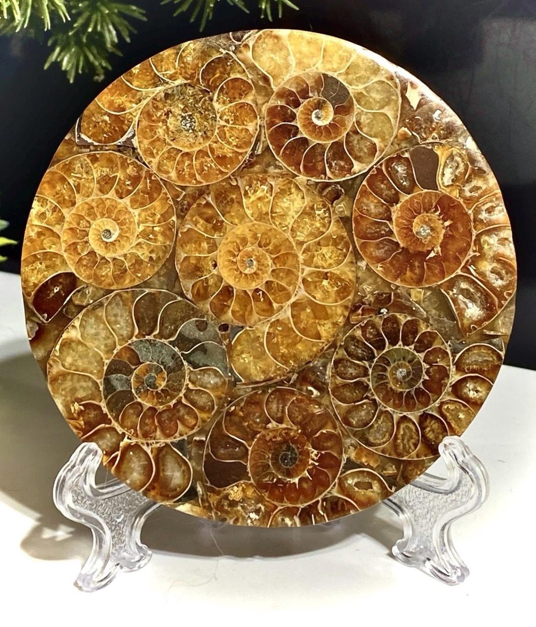 Crystal Ammonite Fossil Disc, 416 Million Year Old Conch Ornament 11cm ...