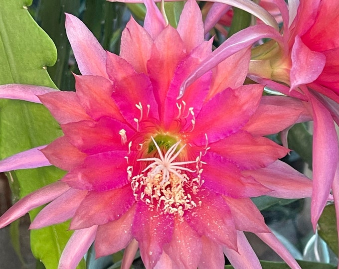 German Empress Epiphyllum -1 Cutting - (disocactus Phyllanthoides) - (6 ...