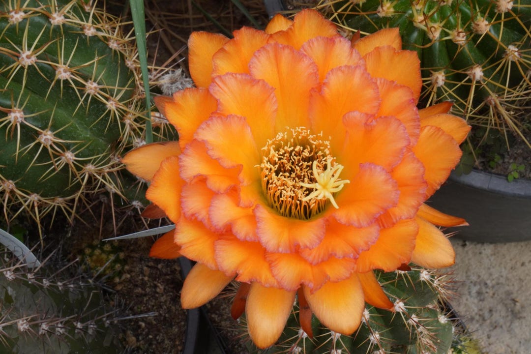 Trichocereus “eveline “hybrid [ Grafted Plant ] - Etsy