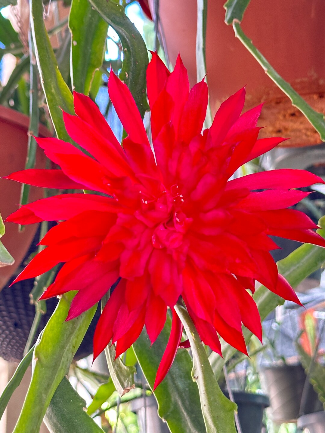 Epiphyllum “ruby Pinwheel “ Hybrid [ Plant Stem Cutting Between 7”-9 ...