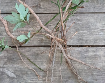 Sassafras Root - Etsy