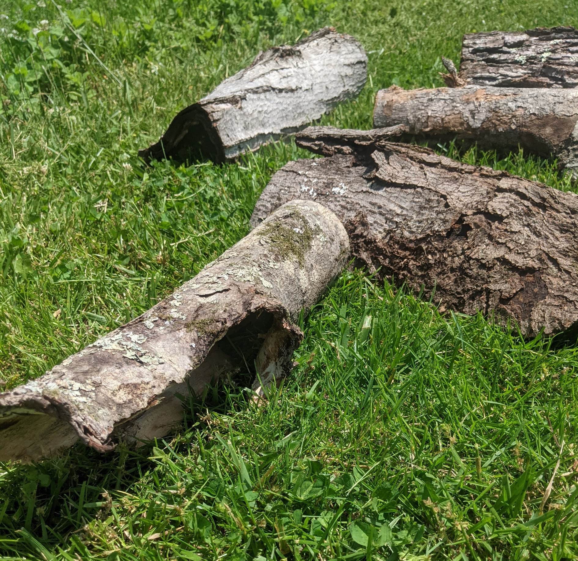 Genuine Wood Small Animal/reptile/amphibian Hides - Etsy