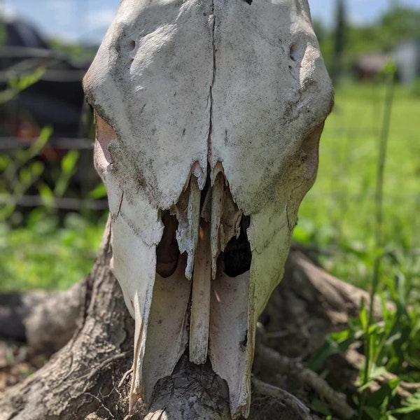 Real Cow Skull - Shop Online - Etsy