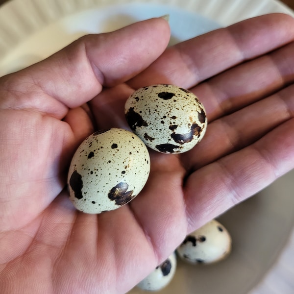 Button Quail Hatching Eggs - Etsy