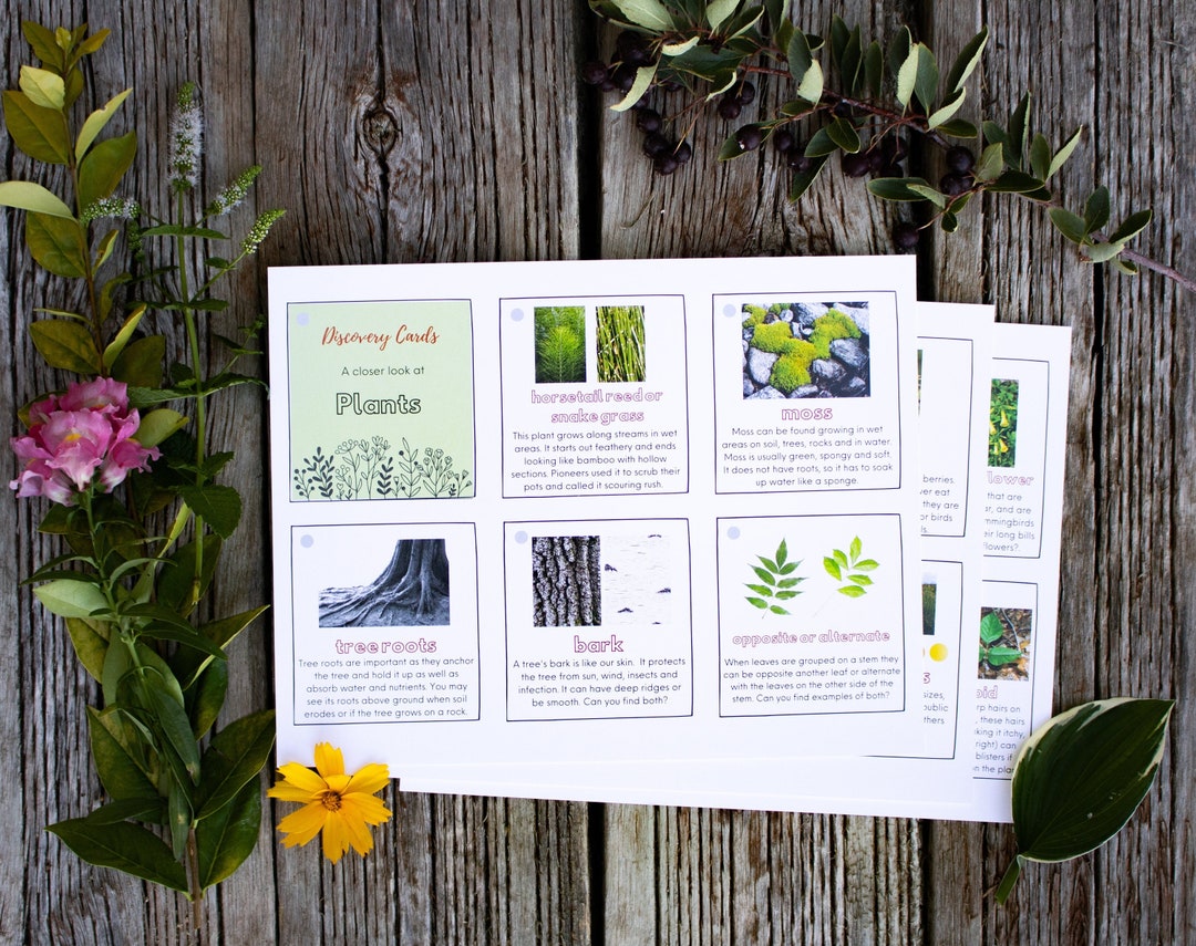 Plants- Discovery Cards/ A Scavenger Hunt Activity for Kids to ...