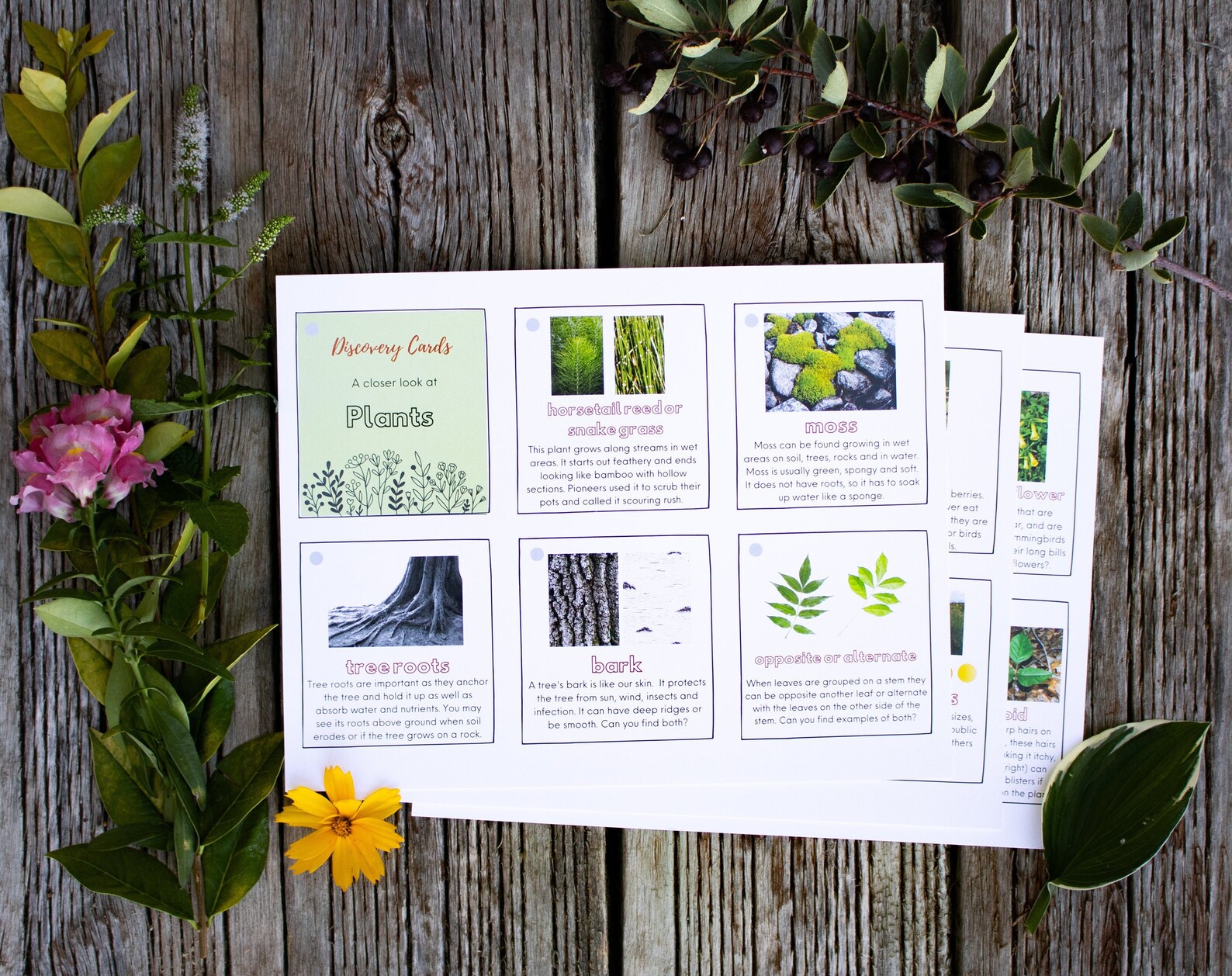 Plants- Discovery Cards/ A Scavenger Hunt Activity for Kids to ...