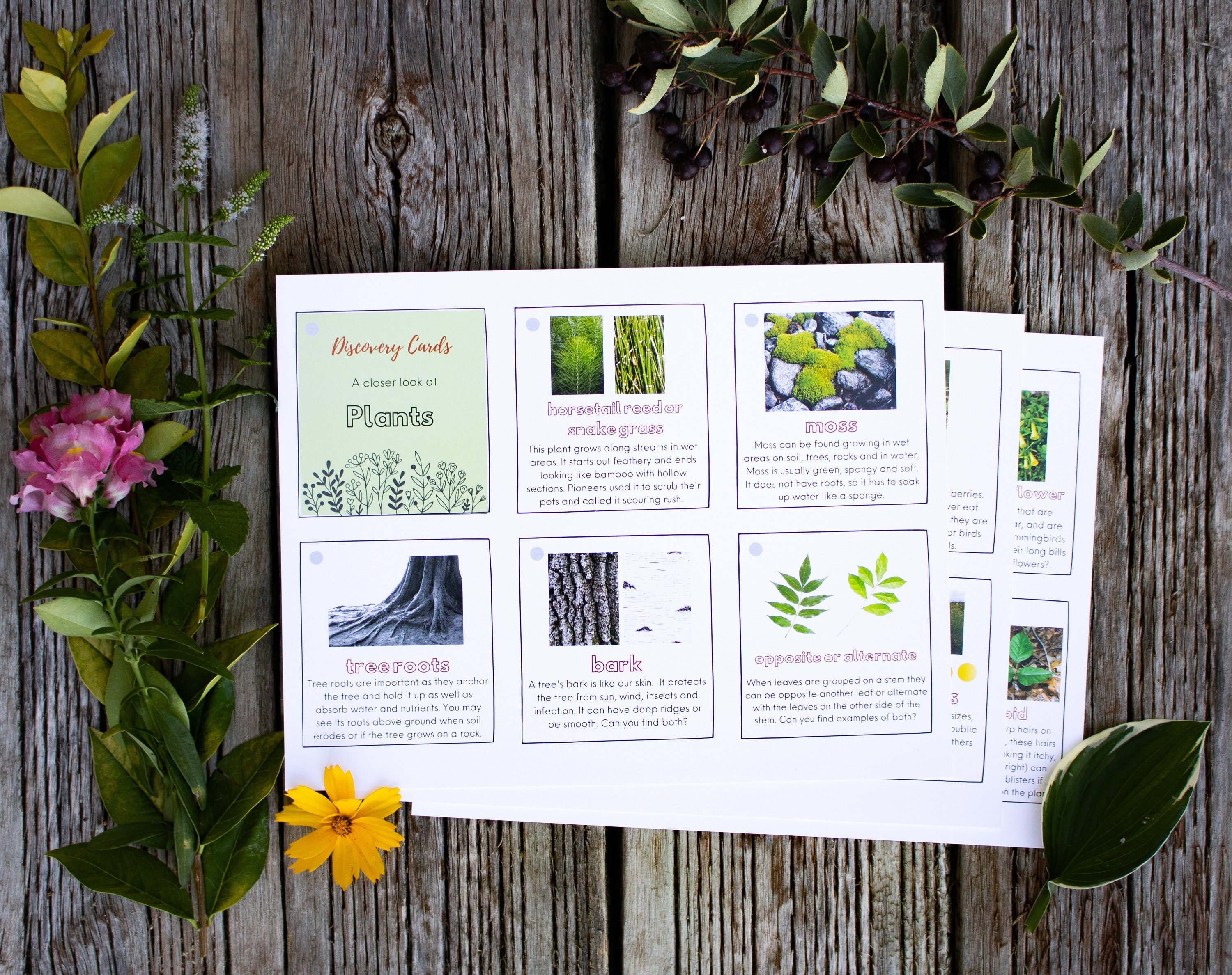 Plants Discovery Cards/ A Scavenger Hunt Activity for Kids to Encourage ...