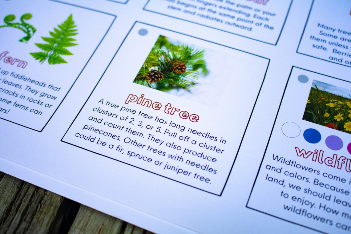 Plants- Discovery Cards/ A Scavenger Hunt Activity for Kids to ...
