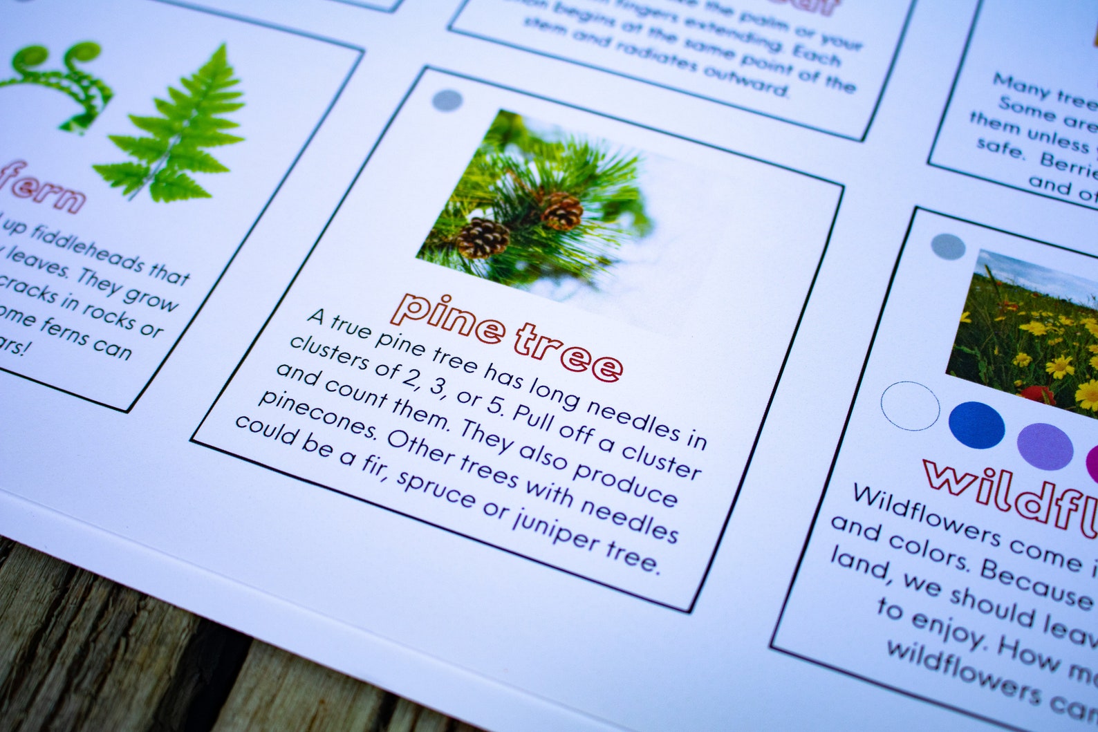 Plants Discovery Cards/ A Scavenger Hunt Activity for Kids to Encourage ...
