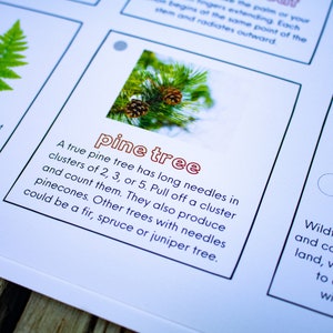 Plants- Discovery Cards/ A Scavenger Hunt Activity for Kids to ...