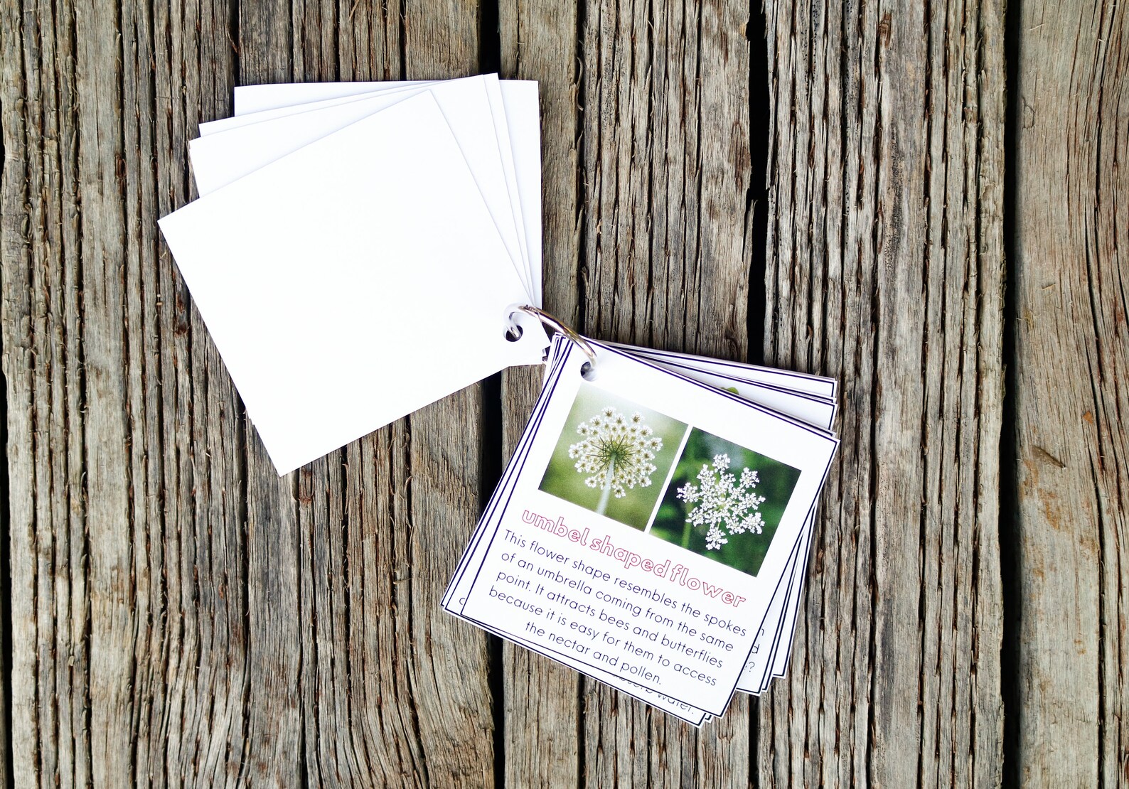 Plants- Discovery Cards/ A Scavenger Hunt Activity for Kids to ...