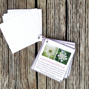 Plants- Discovery Cards/ A Scavenger Hunt Activity for Kids to ...