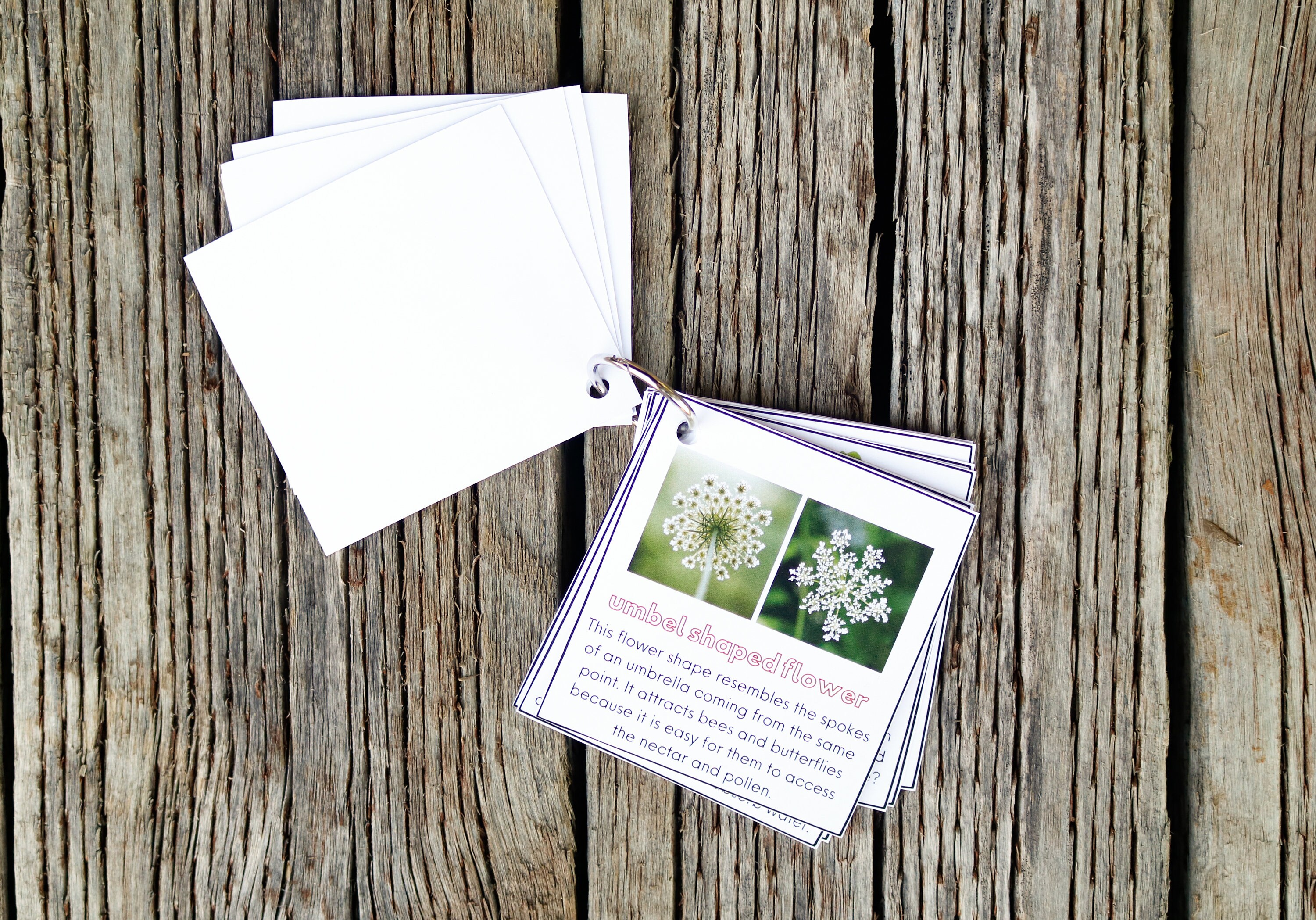 Plants Discovery Cards/ A Scavenger Hunt Activity for Kids to Encourage ...