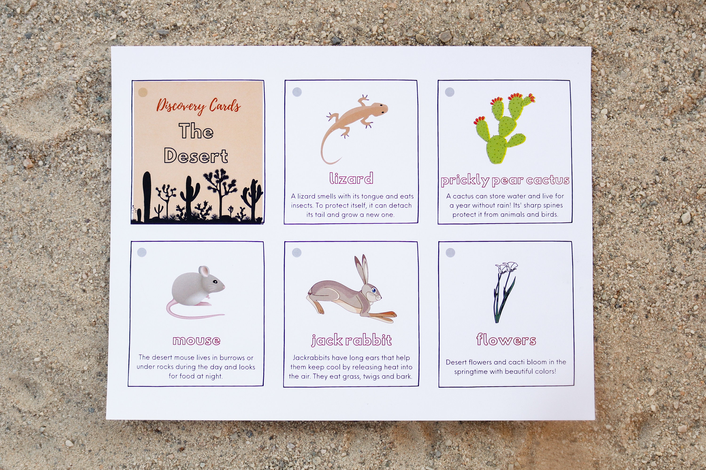 The Desert Discovery Cards/ A Scavenger Hunt Activity for Kids to Use ...