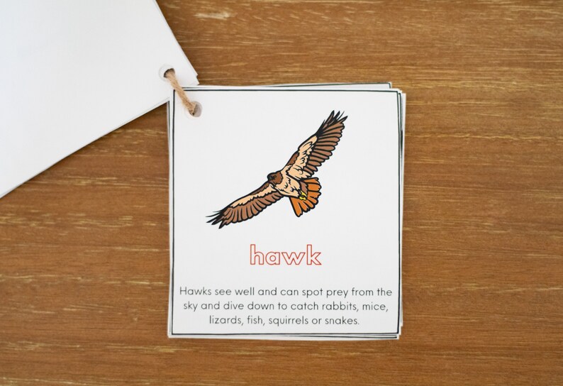 The Desert - Discovery Cards/ A Scavenger Hunt Activity for Kids to Use ...