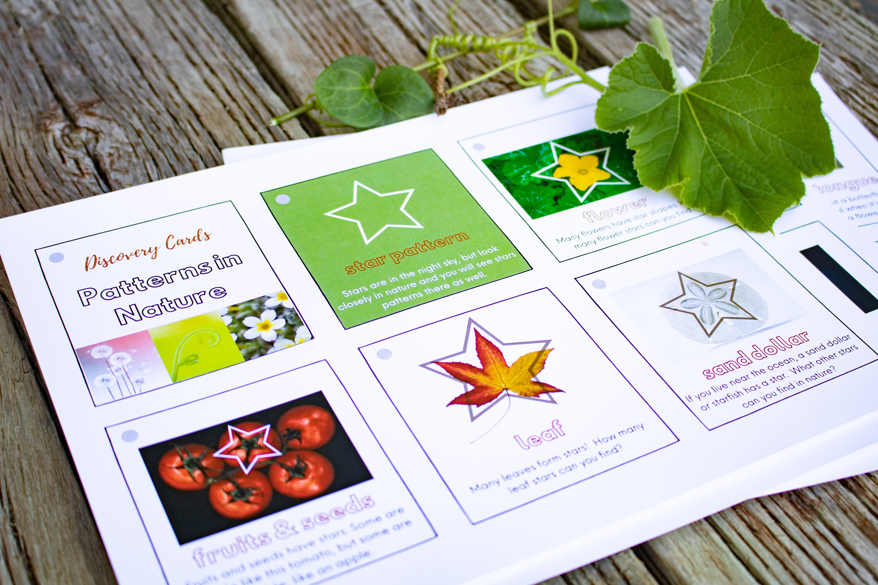 Patterns in Nature- Discovery Cards/ Scavenger Hunt Outside Search and ...