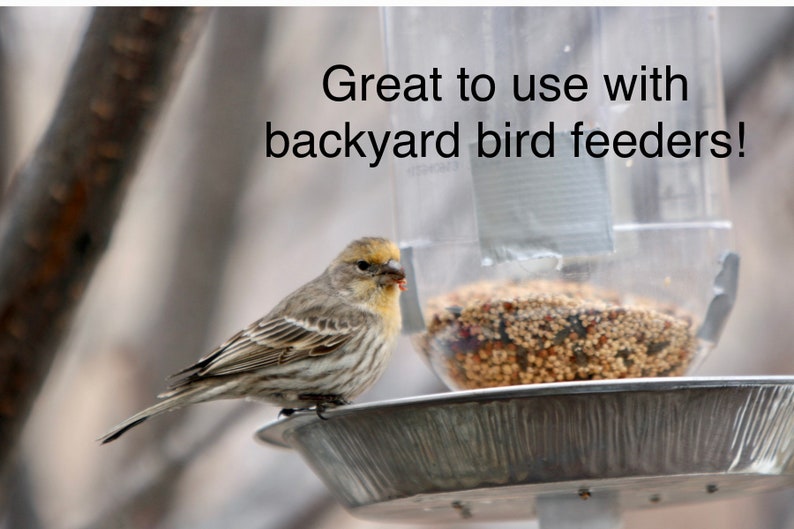 Bird Discovery Cards That Help Kids Identify Backyard Birds and Learn ...