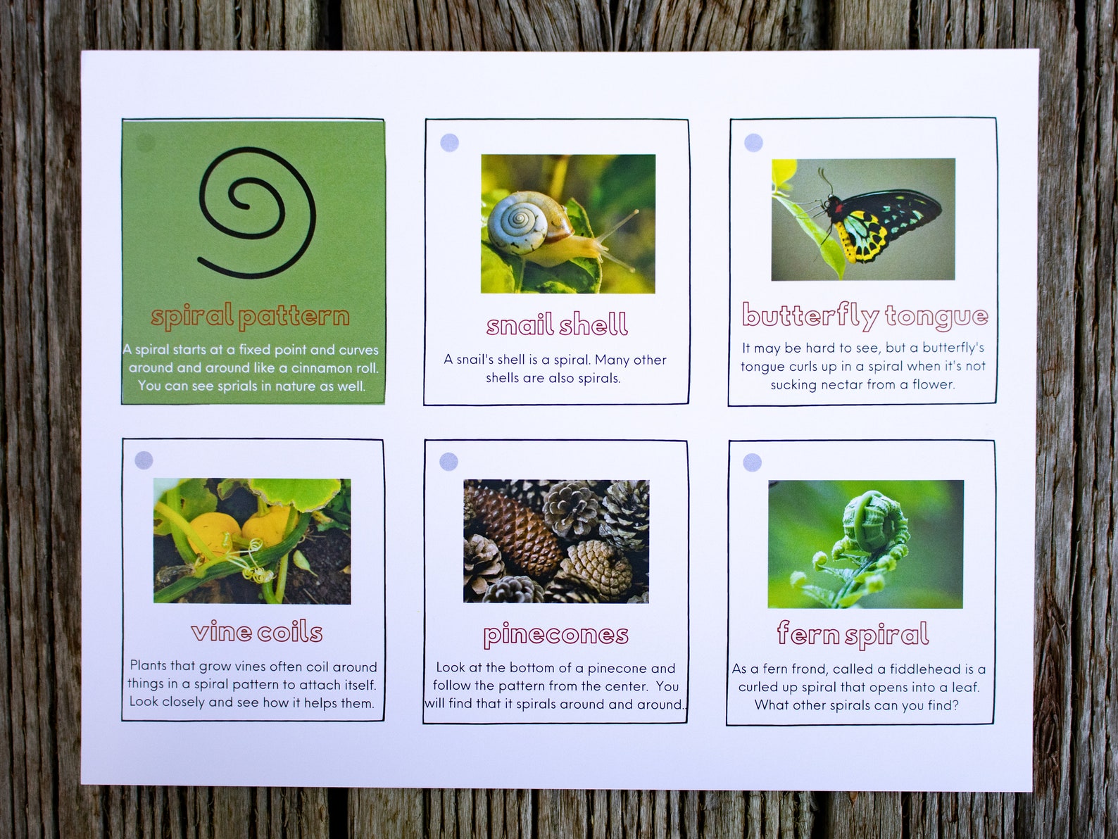 Patterns in Nature- Discovery Cards/ Scavenger Hunt Outside Search and ...