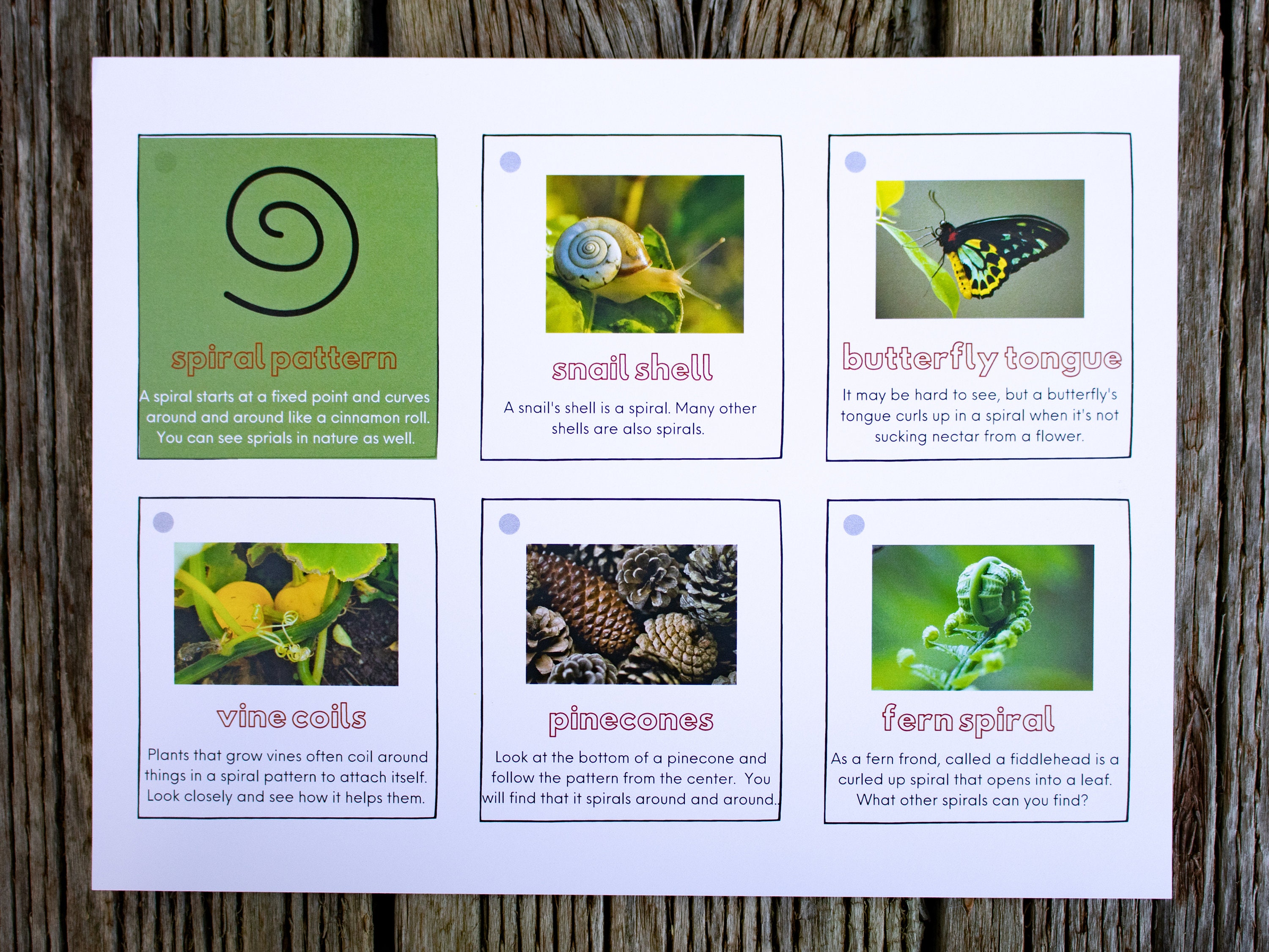 Patterns in Nature- Discovery Cards/ Scavenger Hunt Outside Search and ...