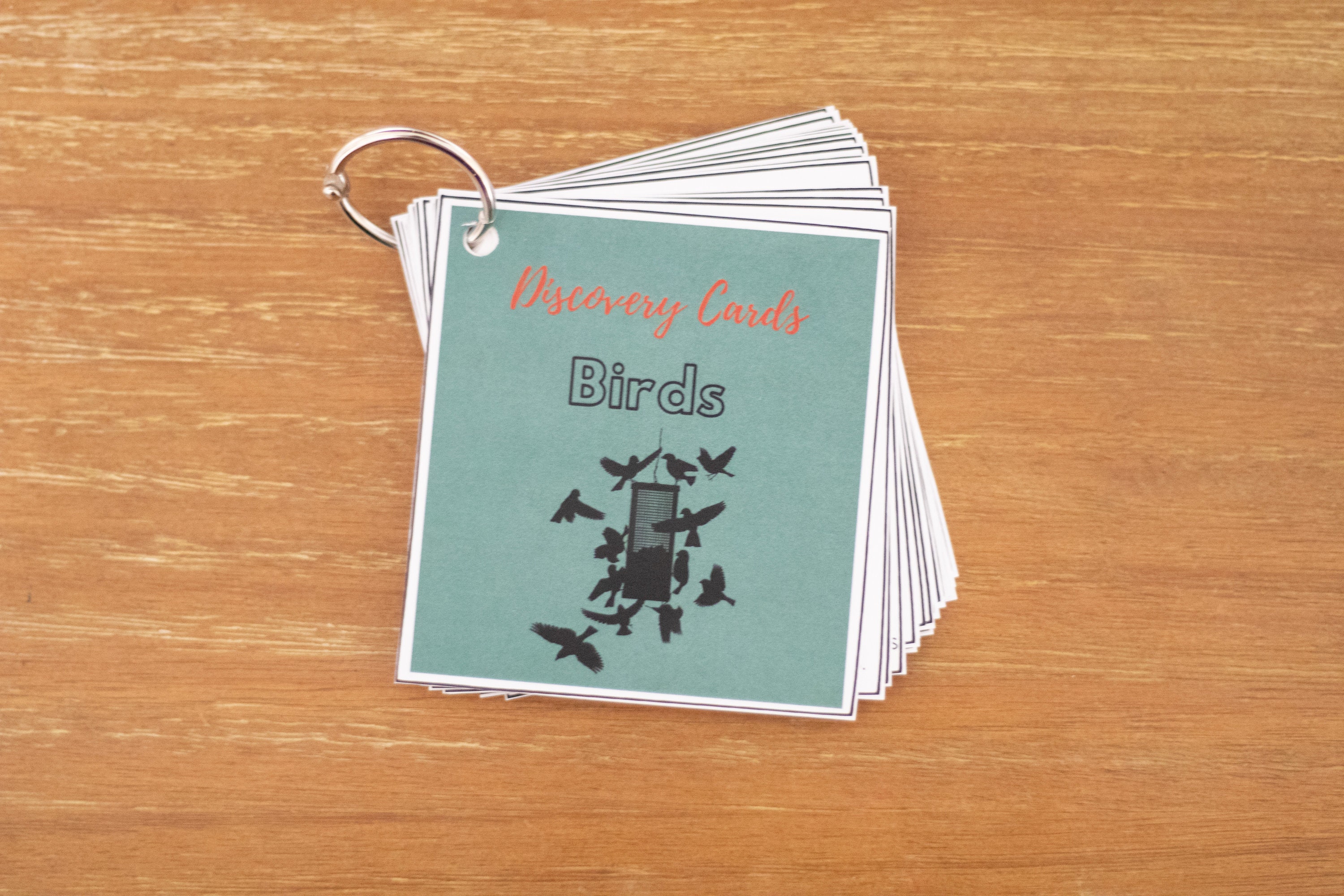 Bird Discovery Cards That Help Kids Identify Backyard Birds and Learn ...