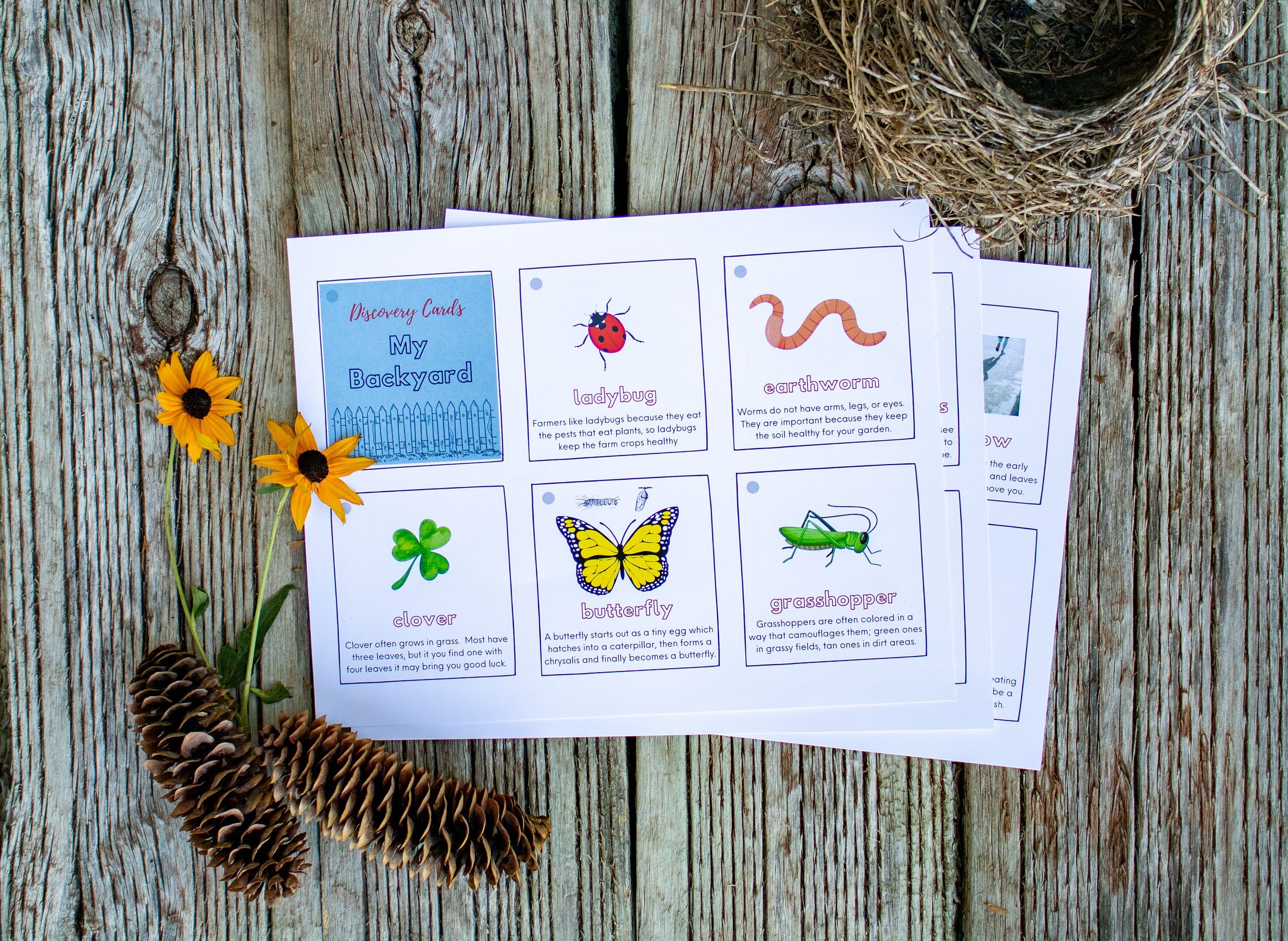 My Backyard- Discovery Cards/ Scavenger Hunt Outside Activity for Kids ...