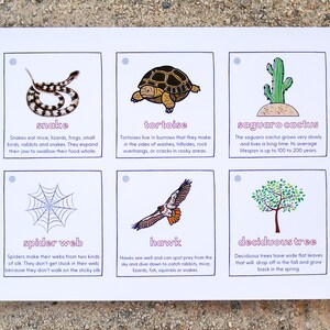 The Desert - Discovery Cards/ A Scavenger Hunt Activity for Kids to Use ...