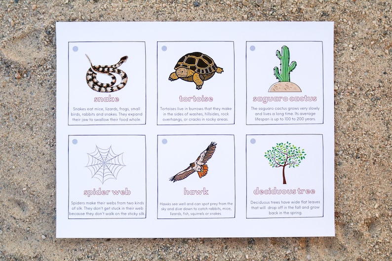The Desert Discovery Cards/ A Scavenger Hunt Activity for - Etsy