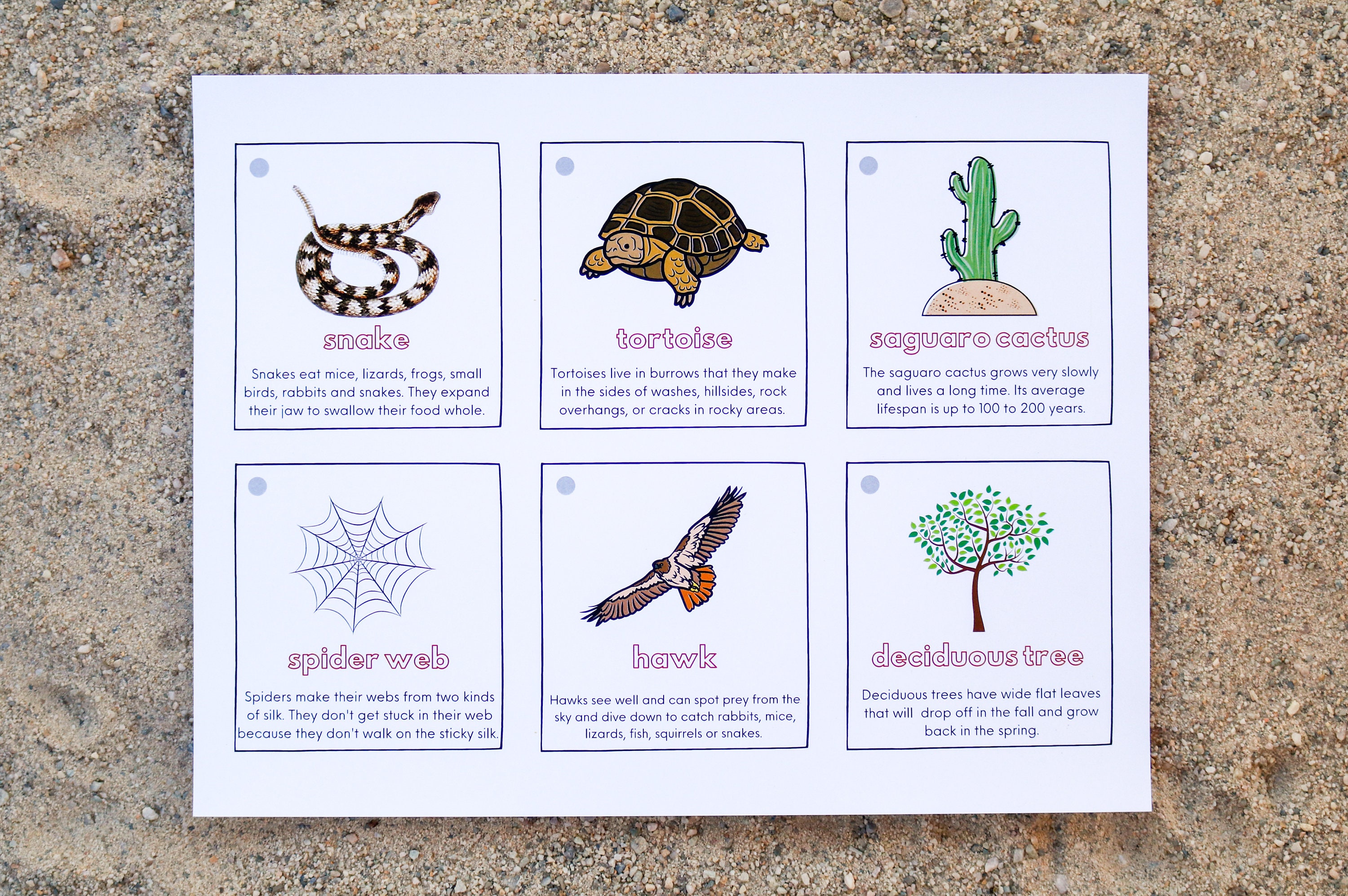 The Desert Discovery Cards/ A Scavenger Hunt Activity for - Etsy