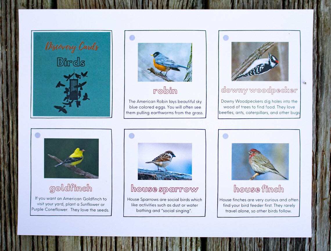 Bird Discovery Cards That Help Kids Identify Backyard Birds and Learn ...
