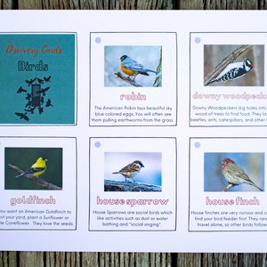 Bird Discovery Cards That Help Kids Identify Backyard Birds and Learn ...