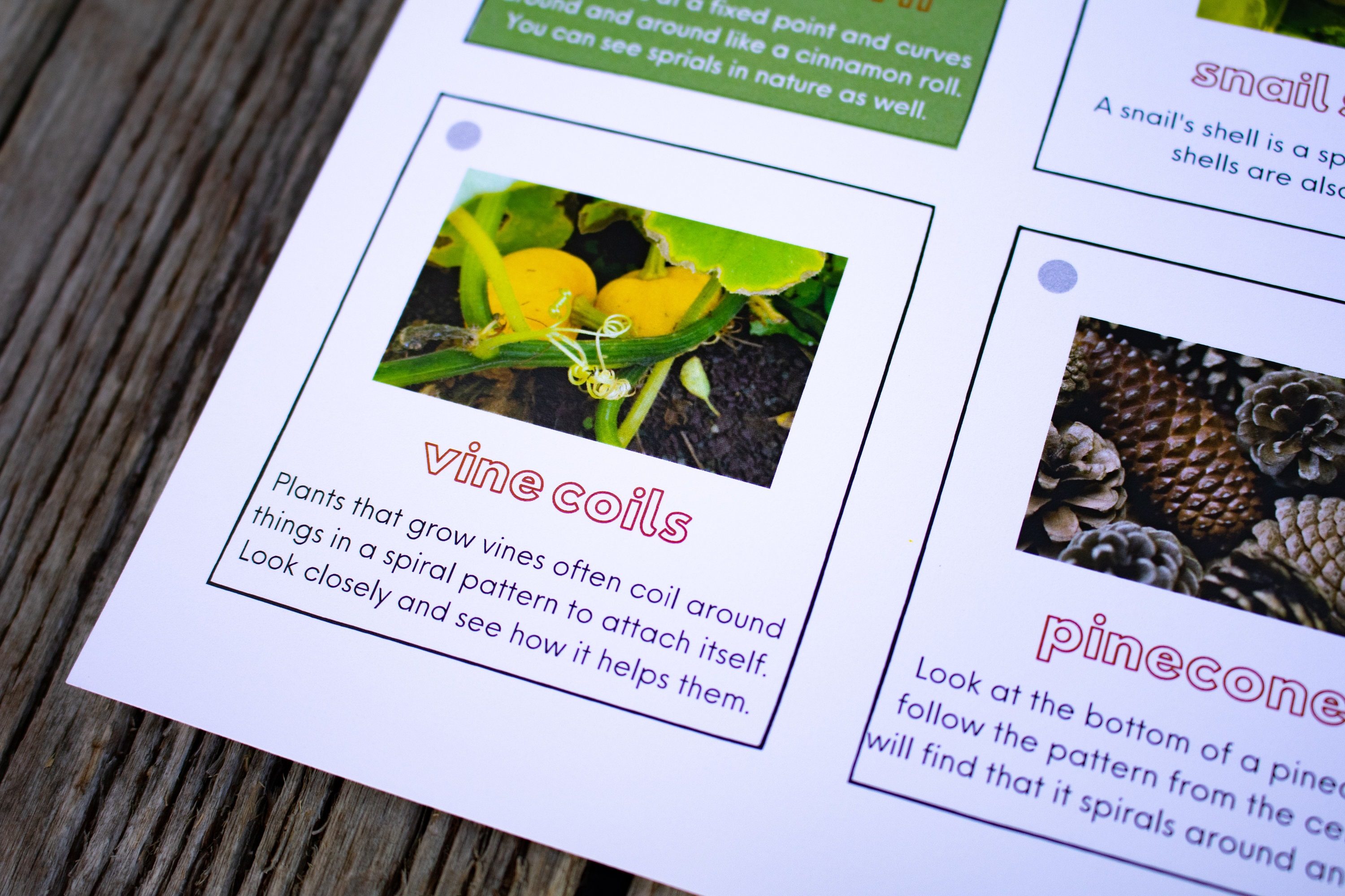 Patterns in Nature- Discovery Cards/ Scavenger Hunt Outside Search and ...