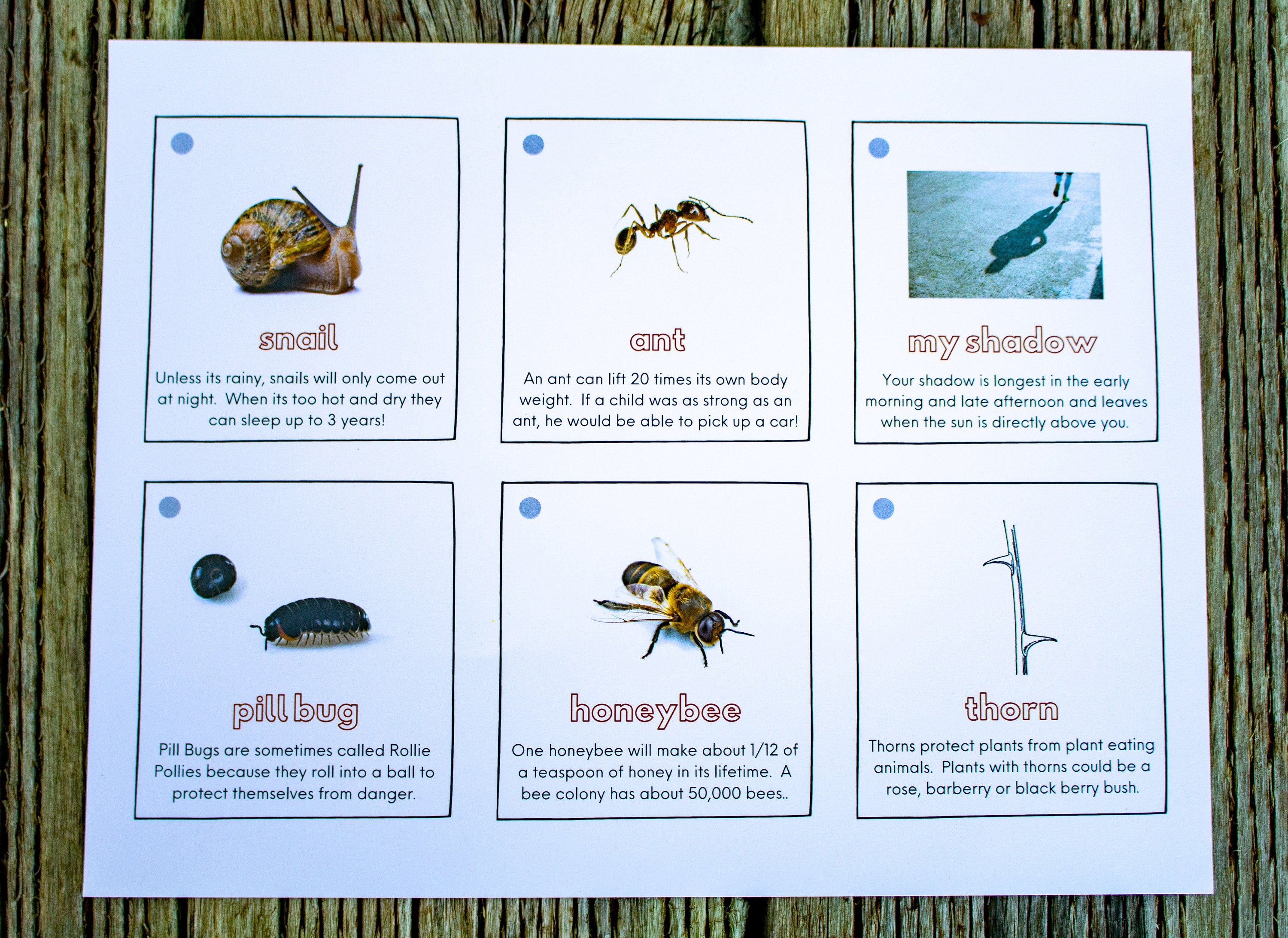 My Backyard- Discovery Cards/ Scavenger Hunt Outside Activity for Kids ...