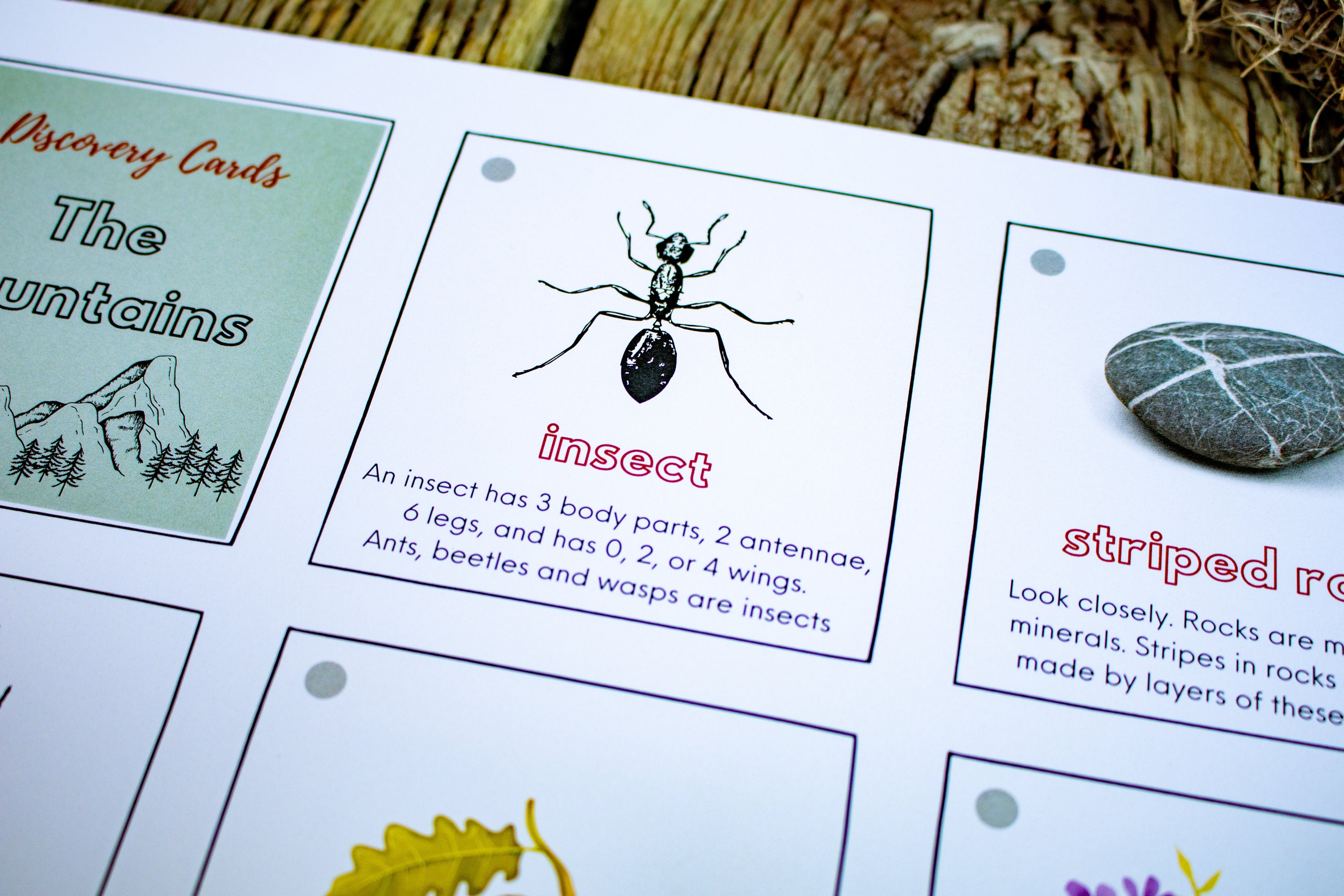 The Mountains- Discovery Cards/ A Scavenger Hunt Challenge for Kids to ...