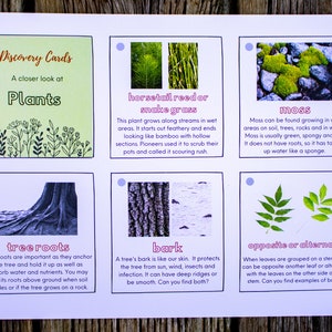 Plants- Discovery Cards/ A Scavenger Hunt Activity for Kids to ...
