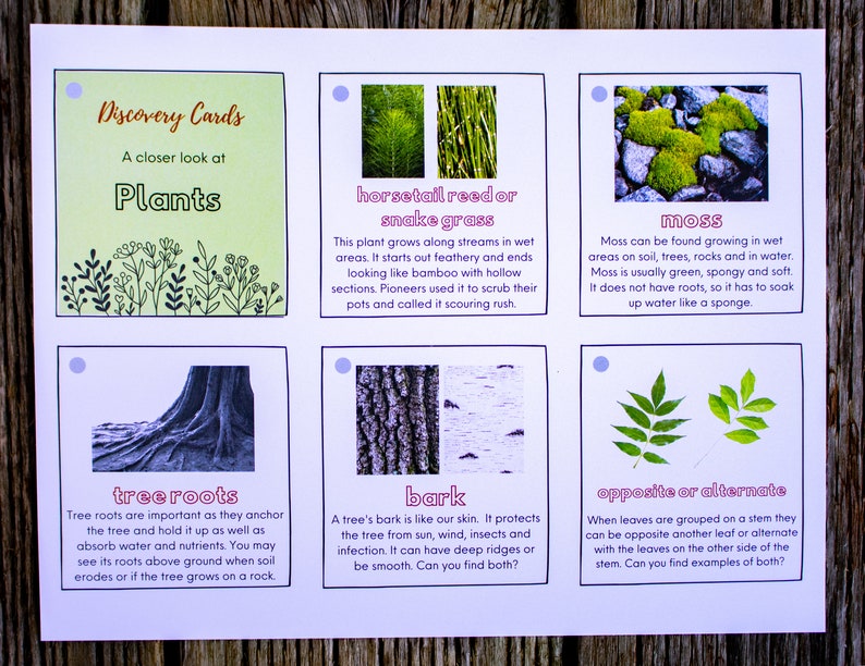 Plants- Discovery Cards/ A Scavenger Hunt Activity for Kids to ...
