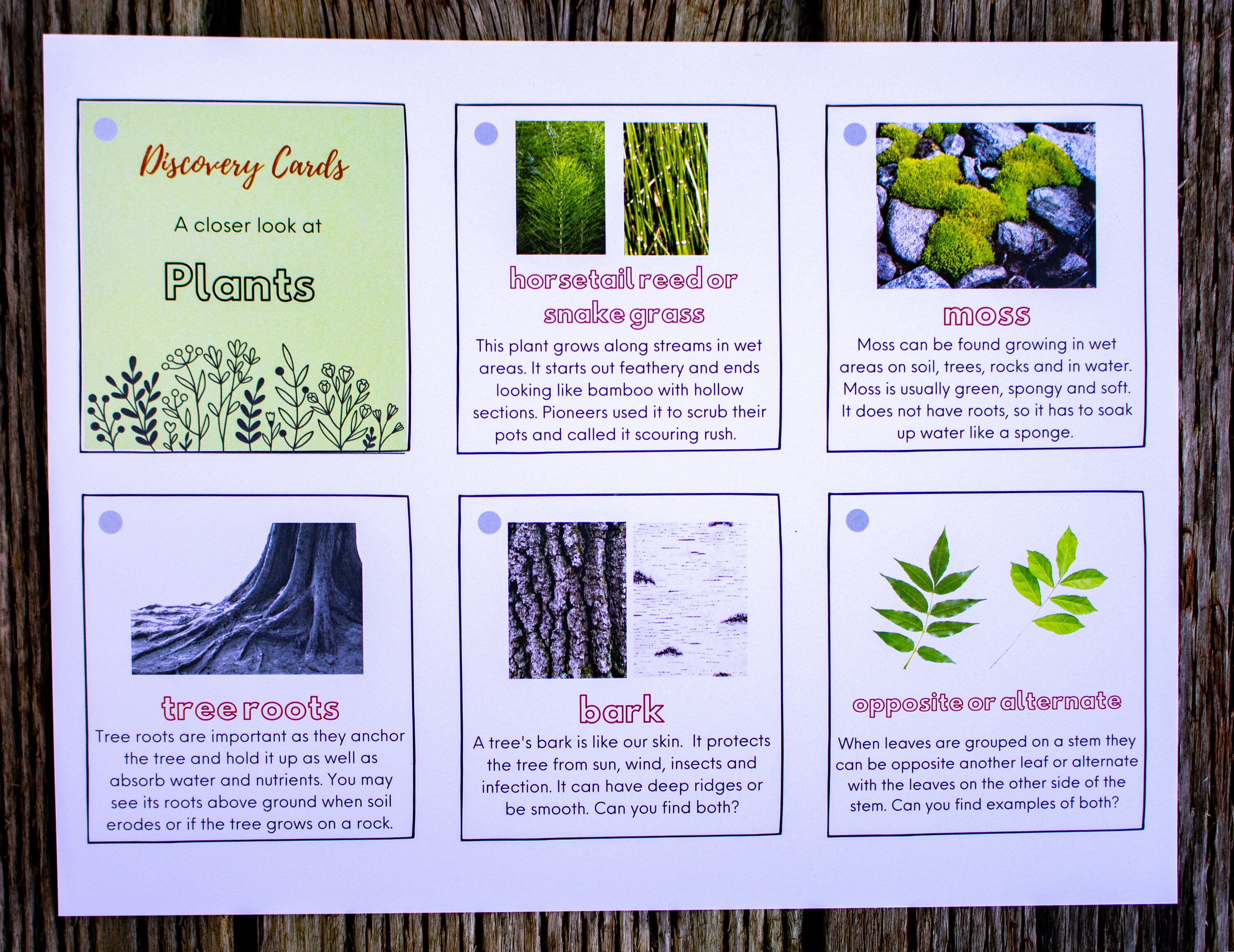 Plants Discovery Cards/ A Scavenger Hunt Activity for Kids to Encourage ...
