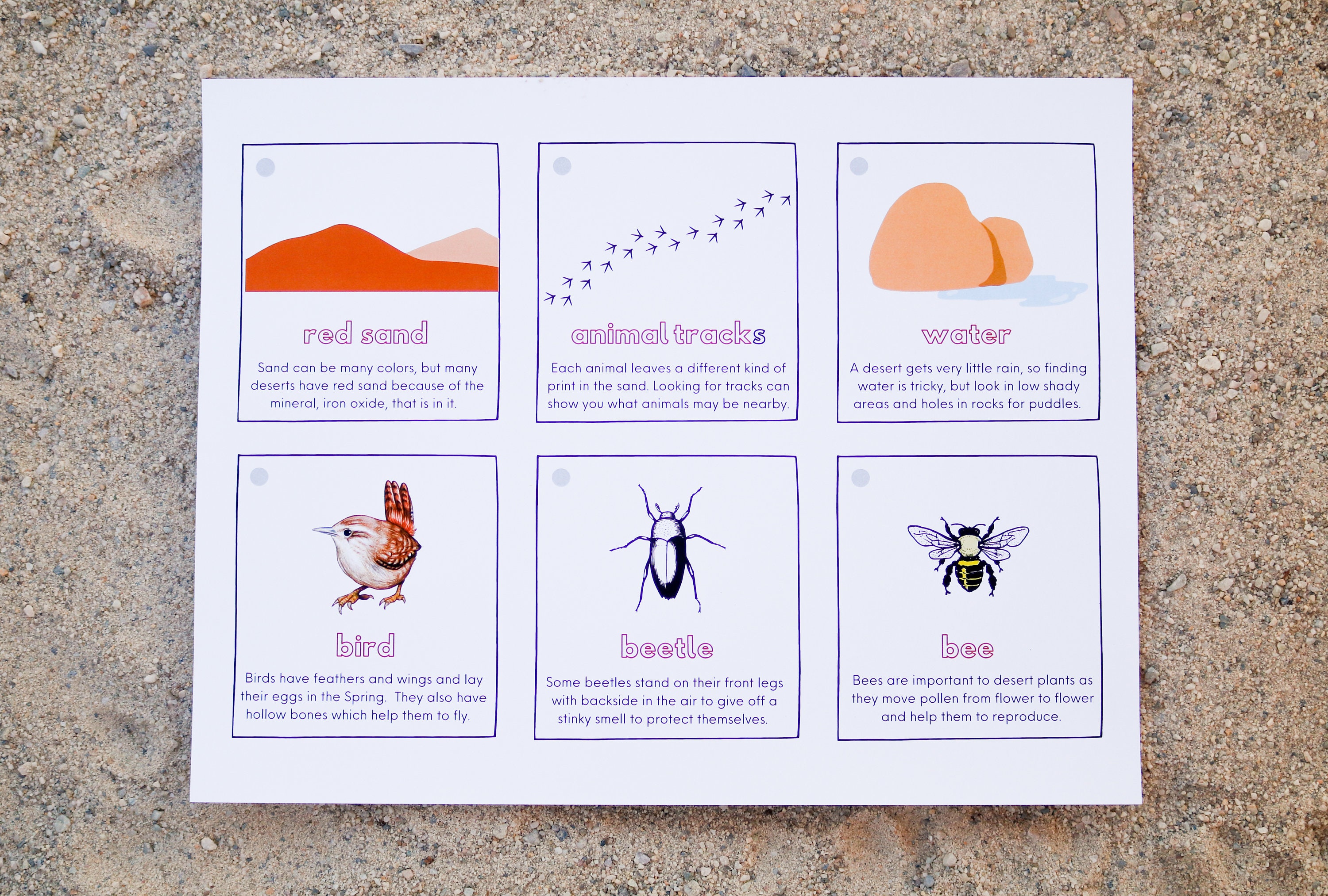 The Desert Discovery Cards/ A Scavenger Hunt Activity for Kids to Use ...