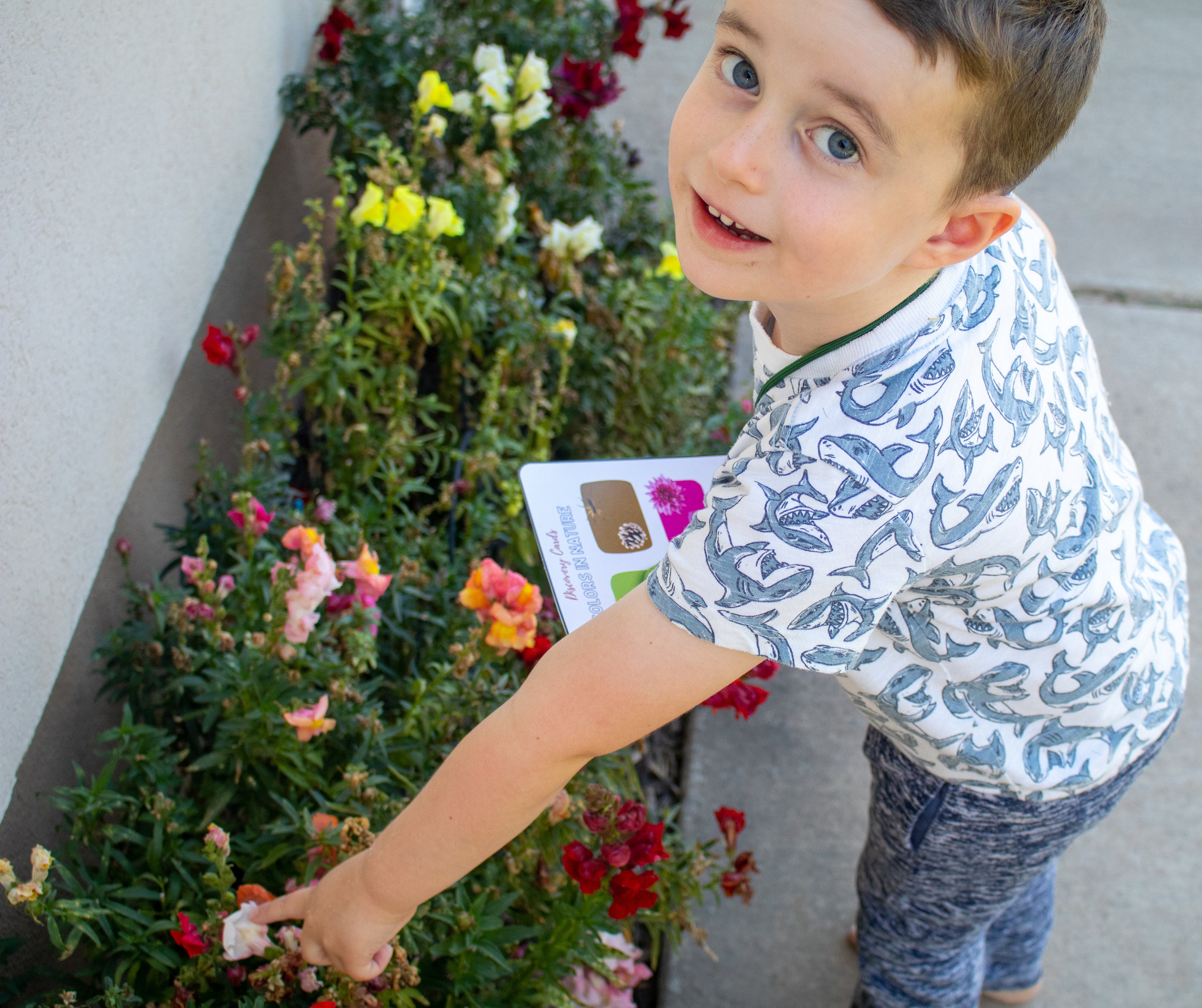 Colors in Nature- Discovery Cards/ Scavenger Hunt, Nature Walk, Kids ...