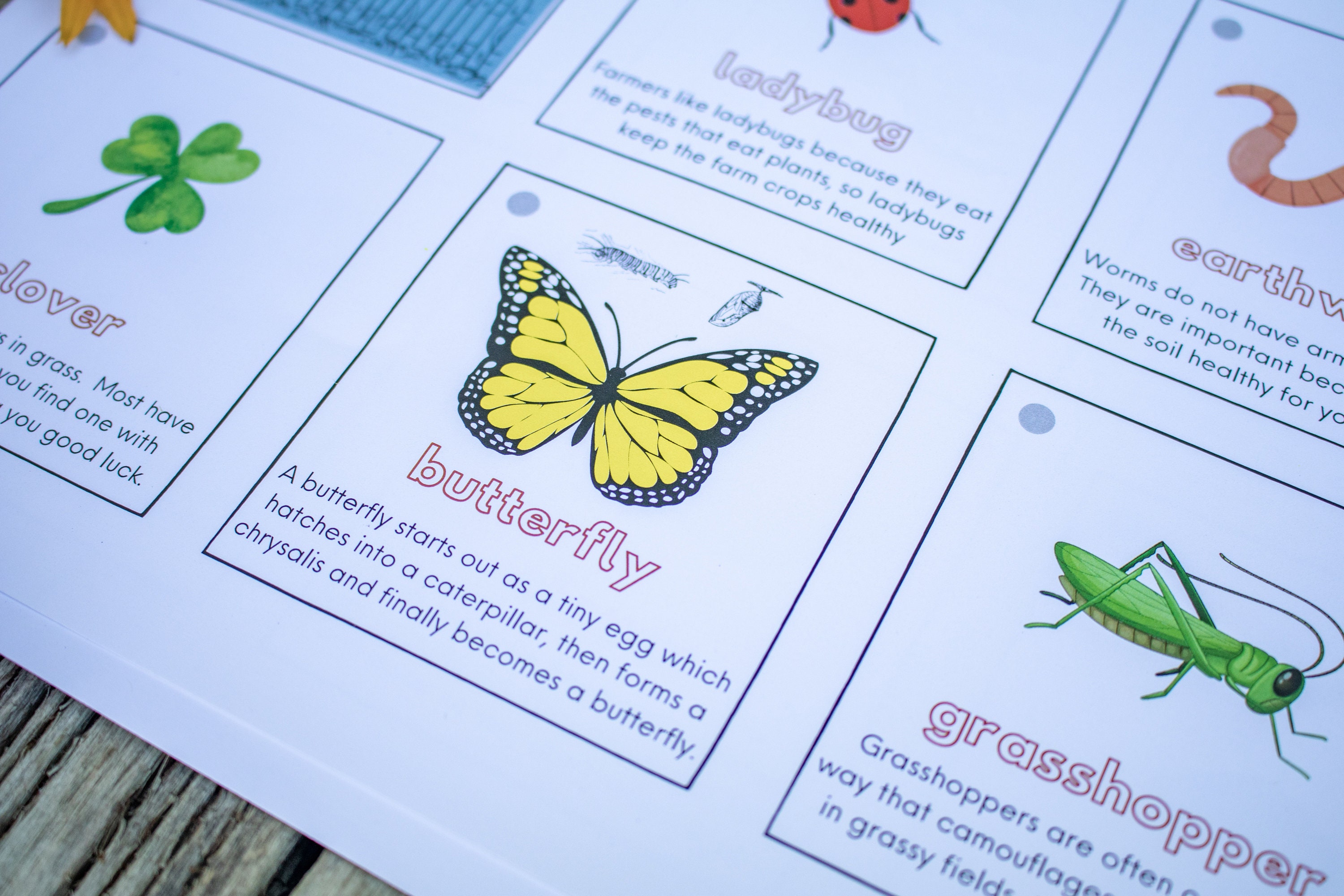 My Backyard- Discovery Cards/ Scavenger Hunt Outside Activity for Kids ...
