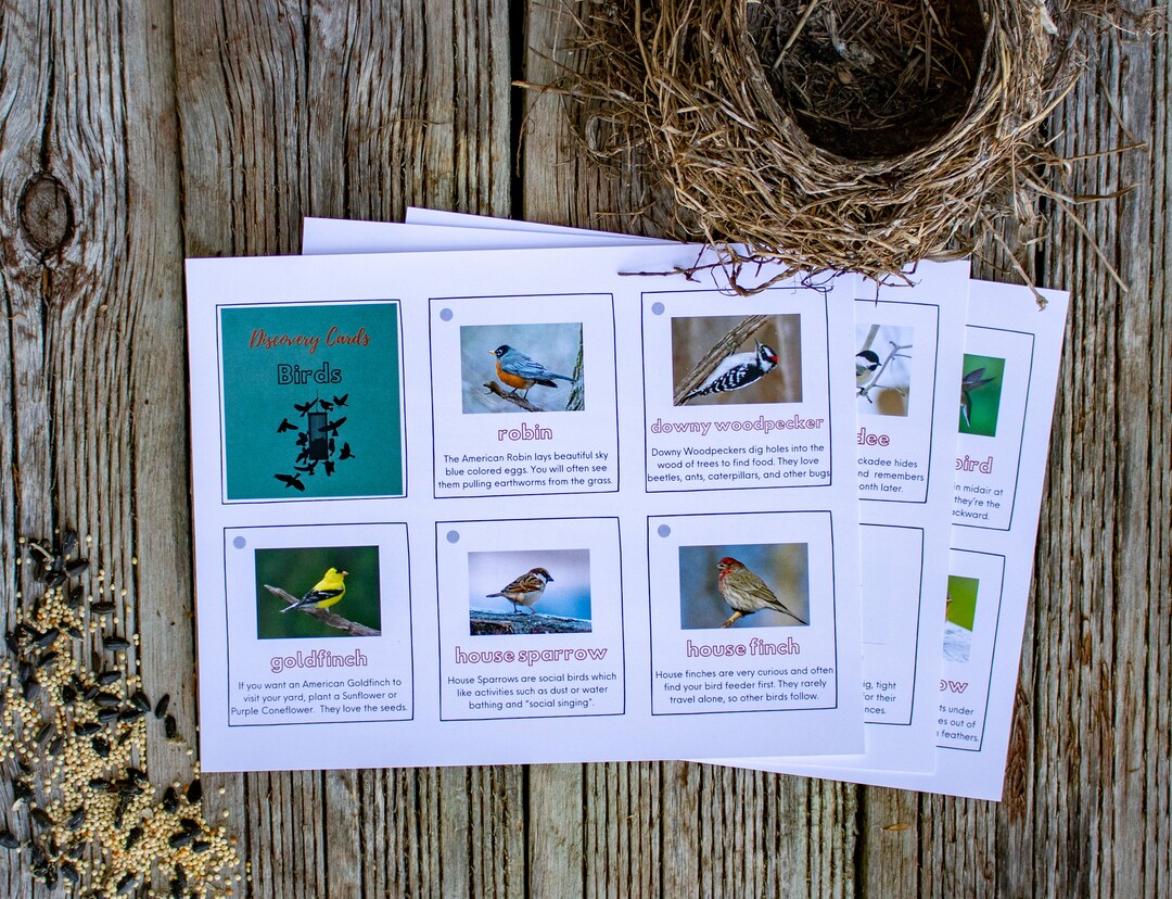 Bird Discovery Cards That Help Kids Identify Backyard Birds and Learn ...