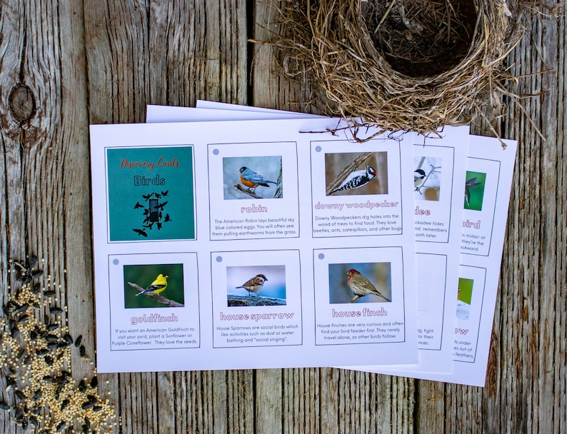 Bird Discovery Cards That Help Kids Identify Backyard Birds and Learn ...