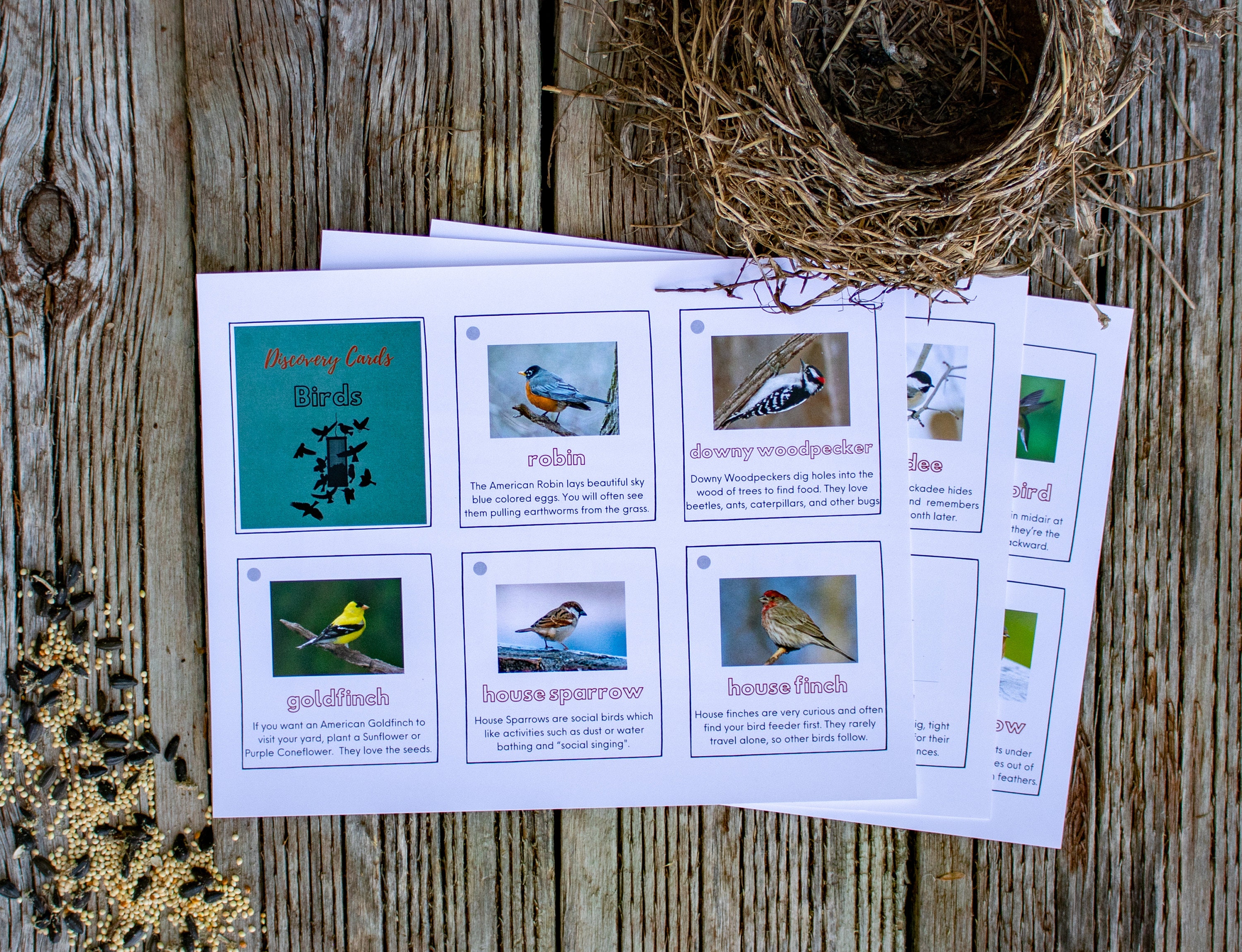 Bird Discovery Cards That Help Kids Identify Backyard Birds and Learn ...