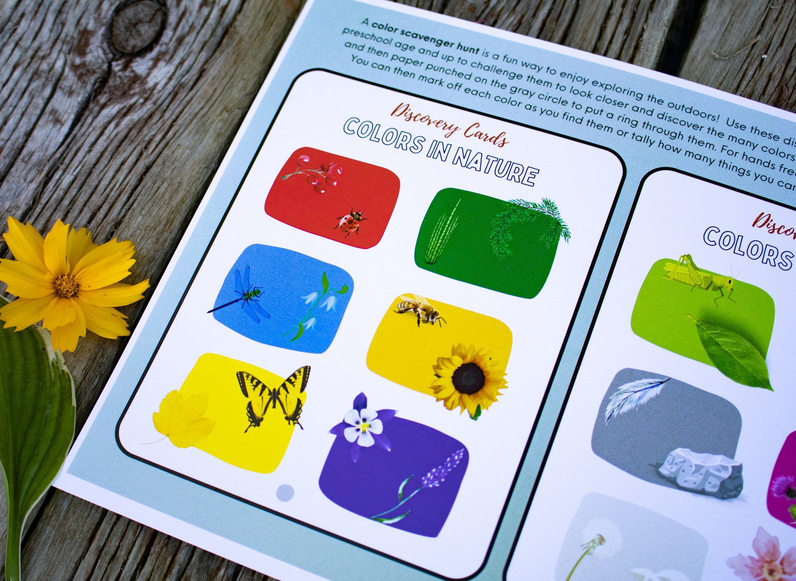 Colors in Nature- Discovery Cards/ Scavenger Hunt, Nature Walk, Kids ...