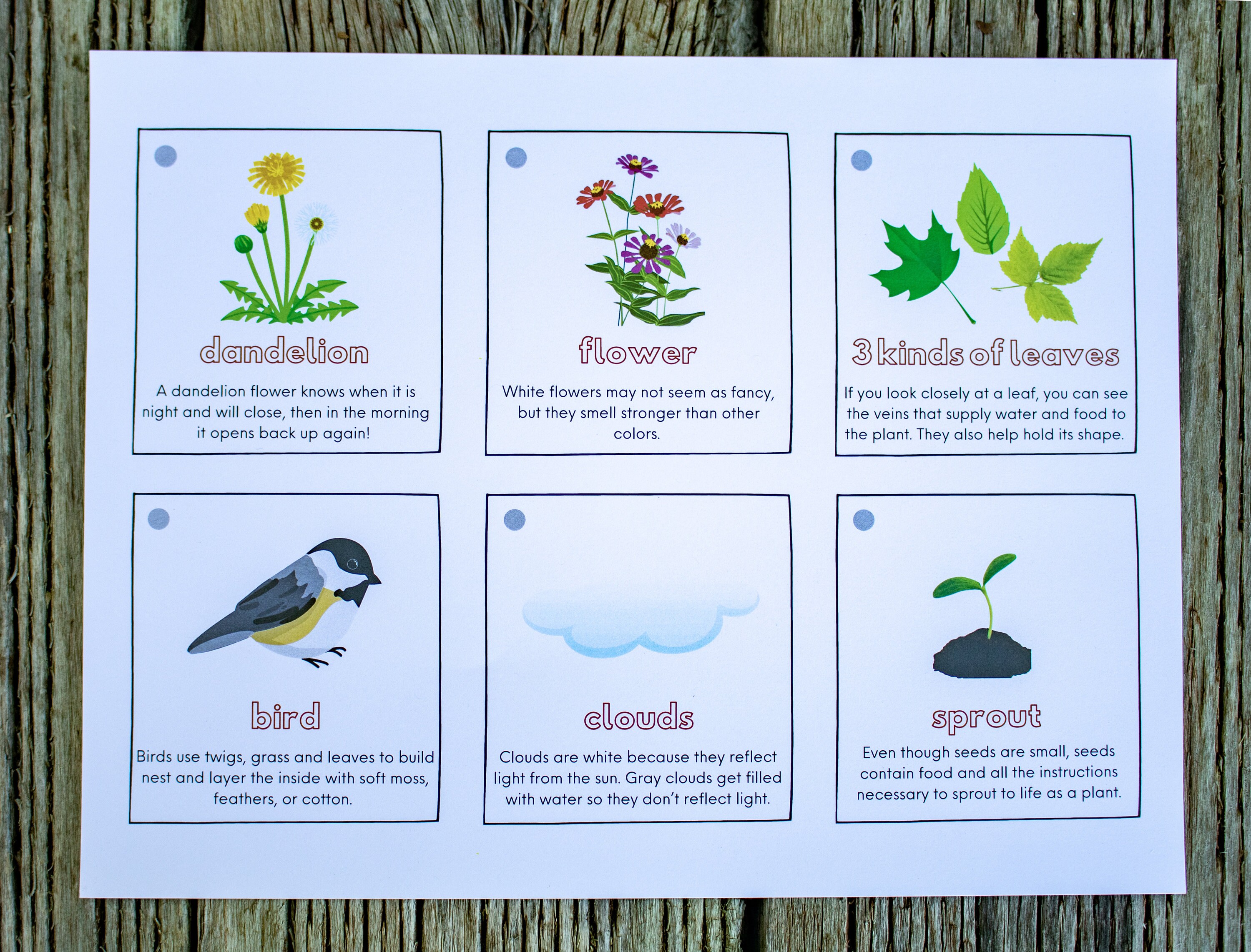 My Backyard- Discovery Cards/ Scavenger Hunt Outside Activity for Kids ...
