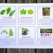 Plants Discovery Cards/ A Scavenger Hunt Activity for Kids to Encourage ...