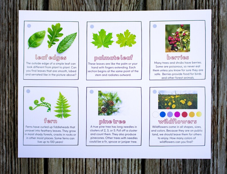 Plants- Discovery Cards/ A Scavenger Hunt Activity for Kids to ...