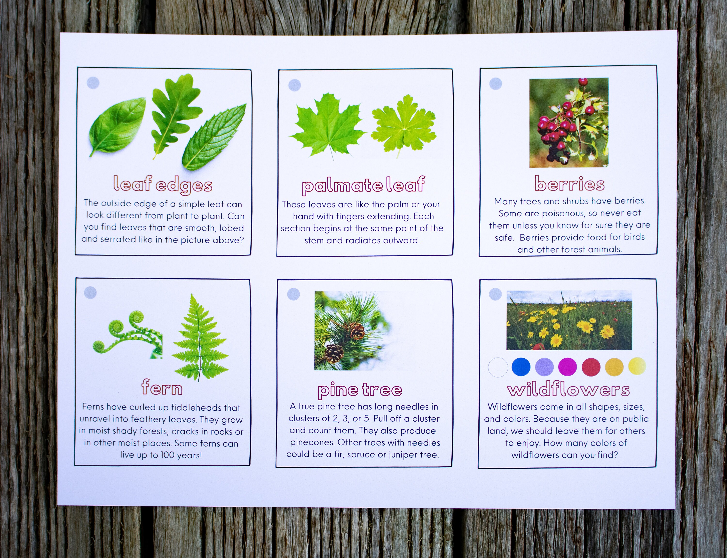 Plants Discovery Cards/ A Scavenger Hunt Activity for Kids to Encourage ...