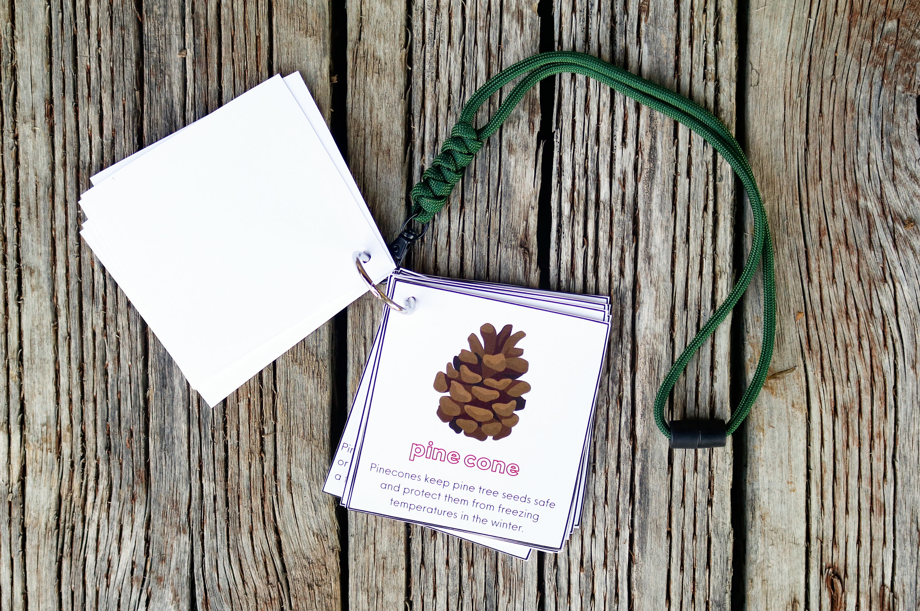 The Mountains- Discovery Cards/ A Scavenger Hunt Challenge for Kids to ...